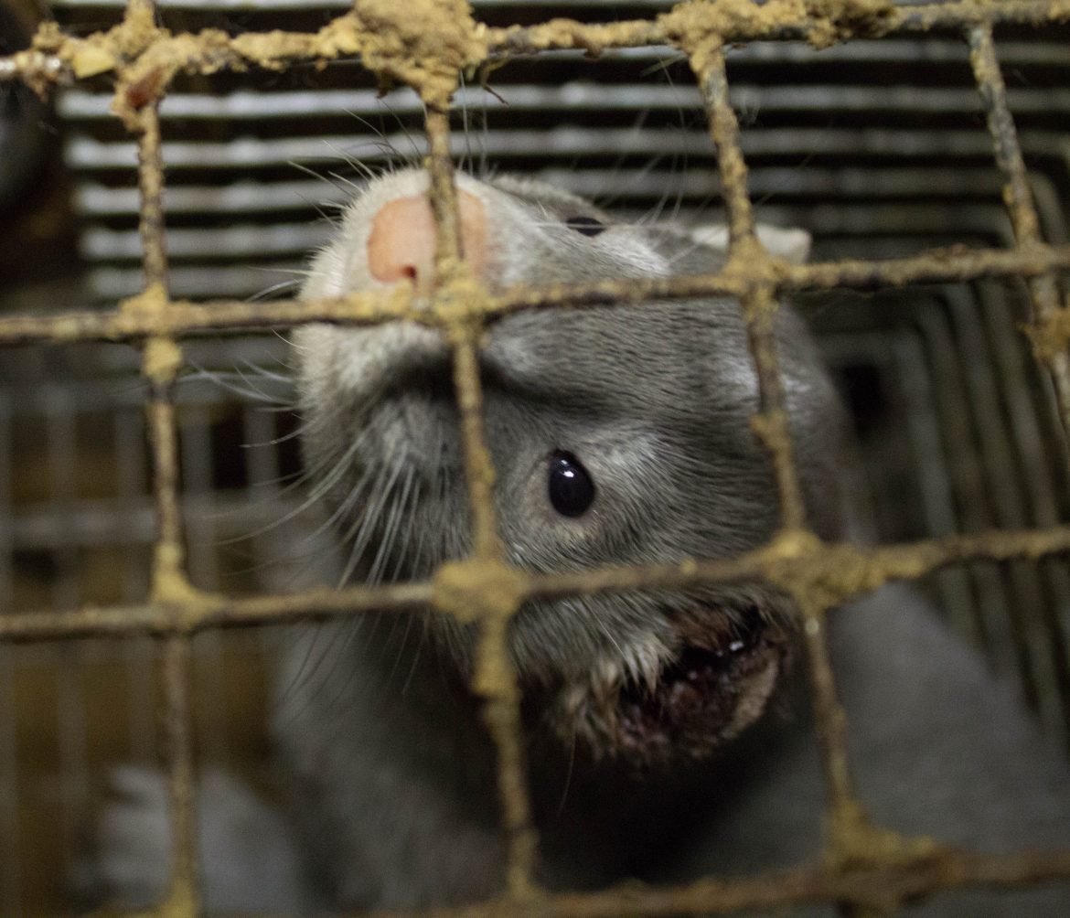 Kaip kailių fermeriai visiems meluoja, arba WelFur (IV dalis) | Tušti ...