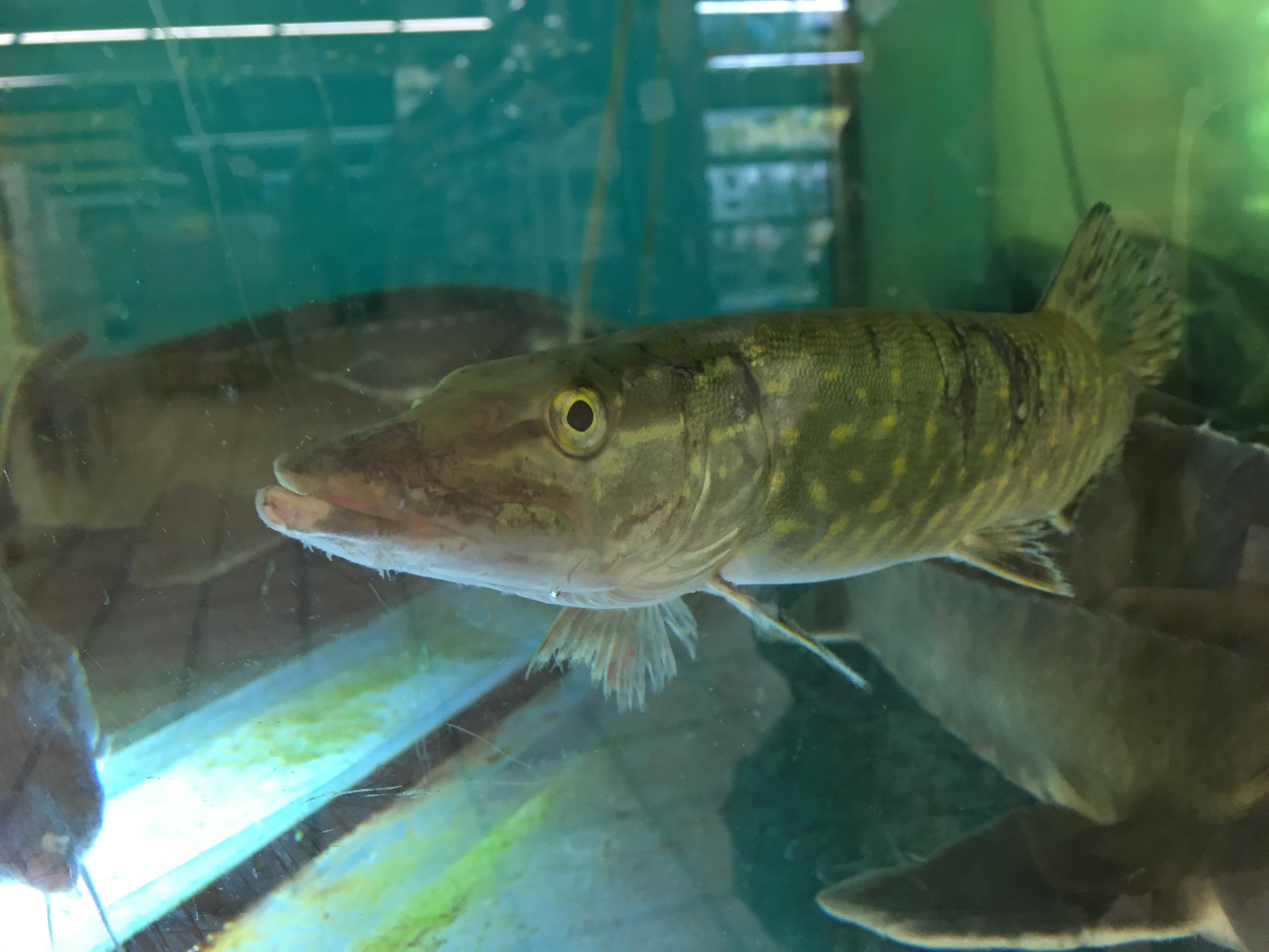 Gyvų žuvų sąlygos – pasibaisėtinos. Ką apie tai mano Veterinarijos ...