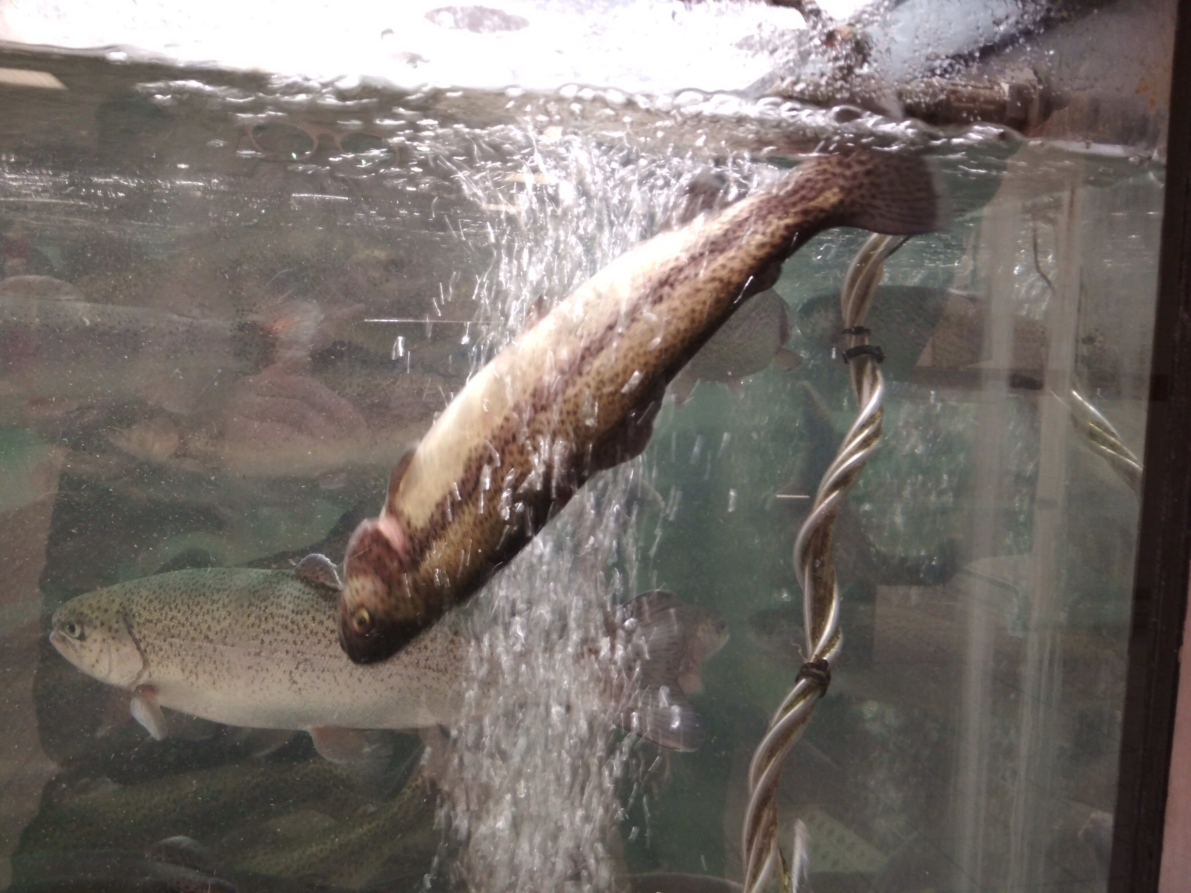 Beveik pusė lietuvių mano, kad gyvų žuvų sąlygos nėra tinkamos | Tušti ...